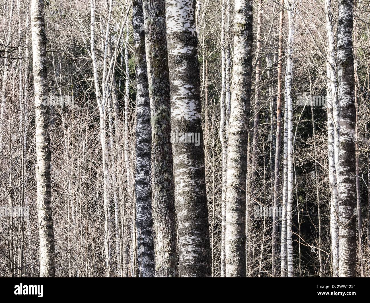 A tranquil scene of a dense stand of birch trees with distinctive white ...