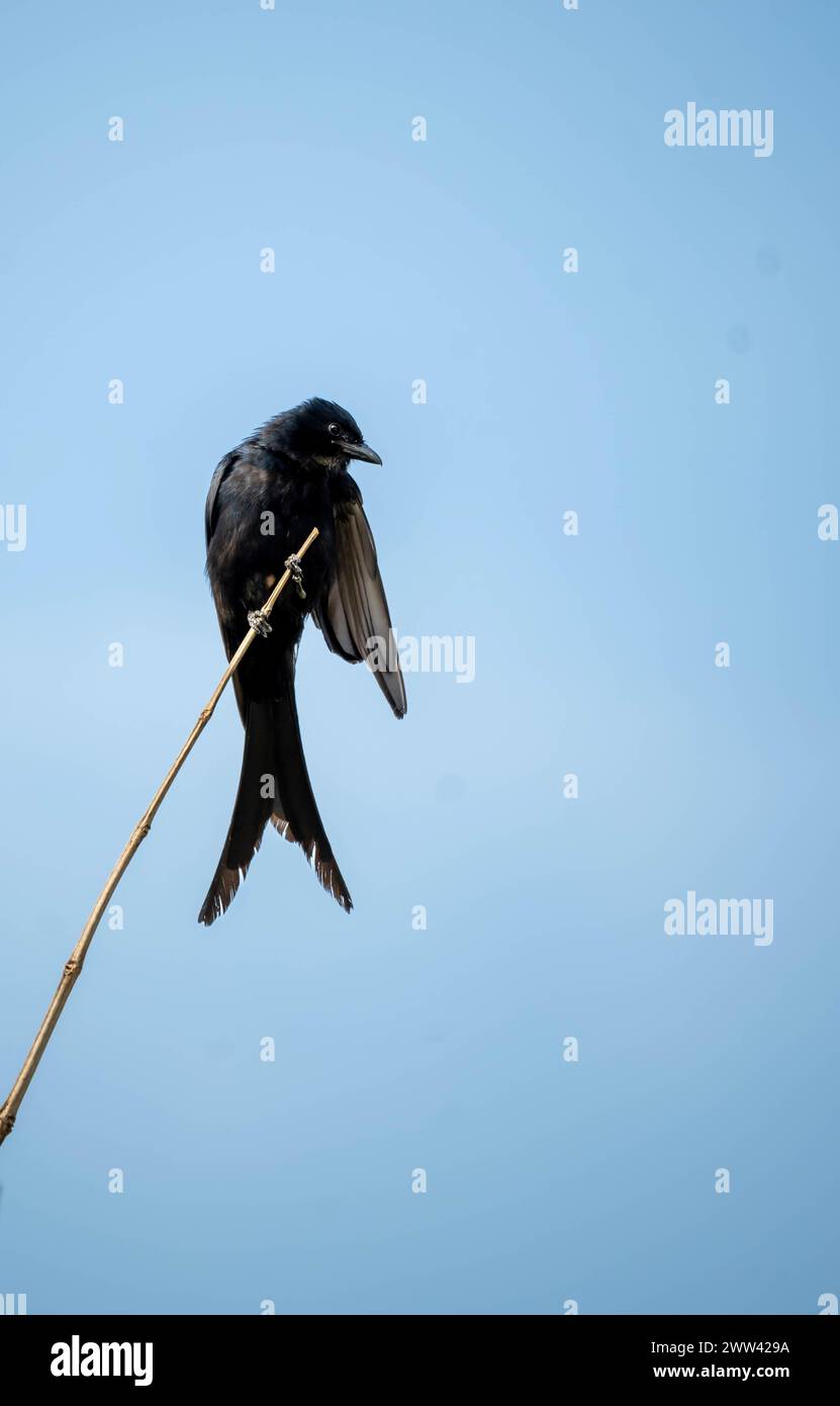 The black drongo (Dicrurus macrocercus) is a small Asian passerine bird ...