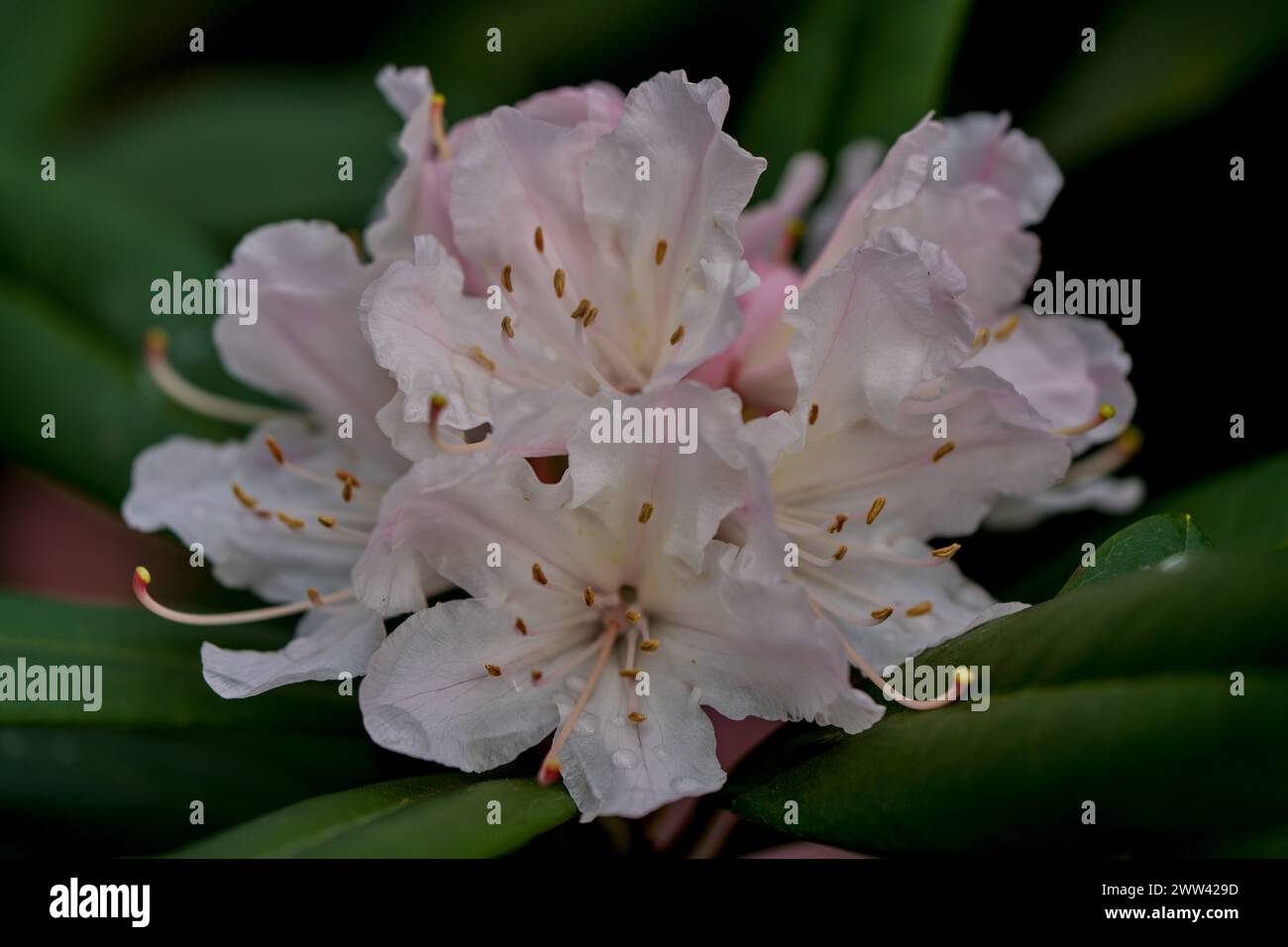 Early spring rhododendron blossom Rhododendron gloriosum Stock Photo ...