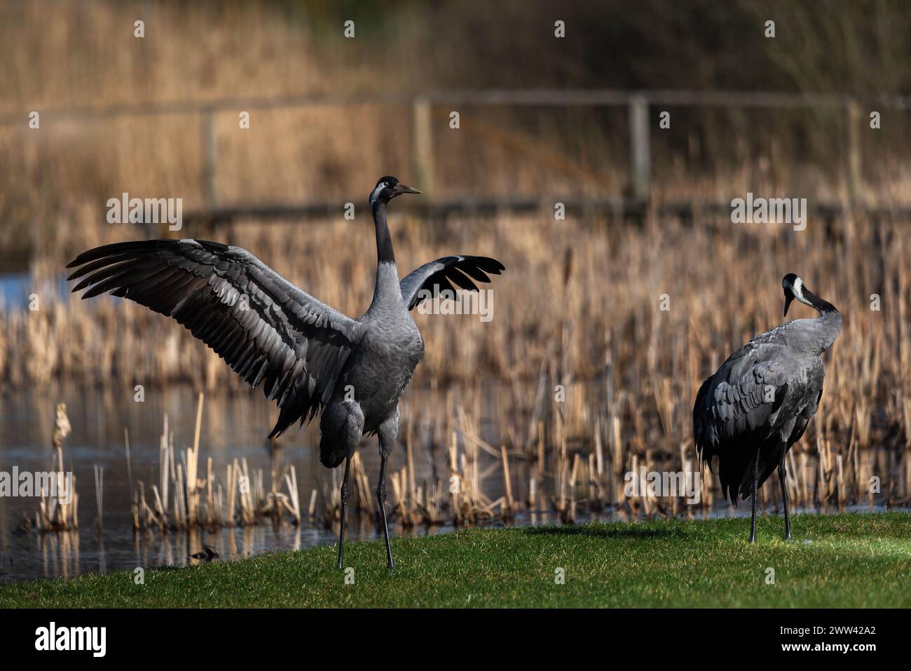 Mating dance bird hi-res stock photography and images - Alamy