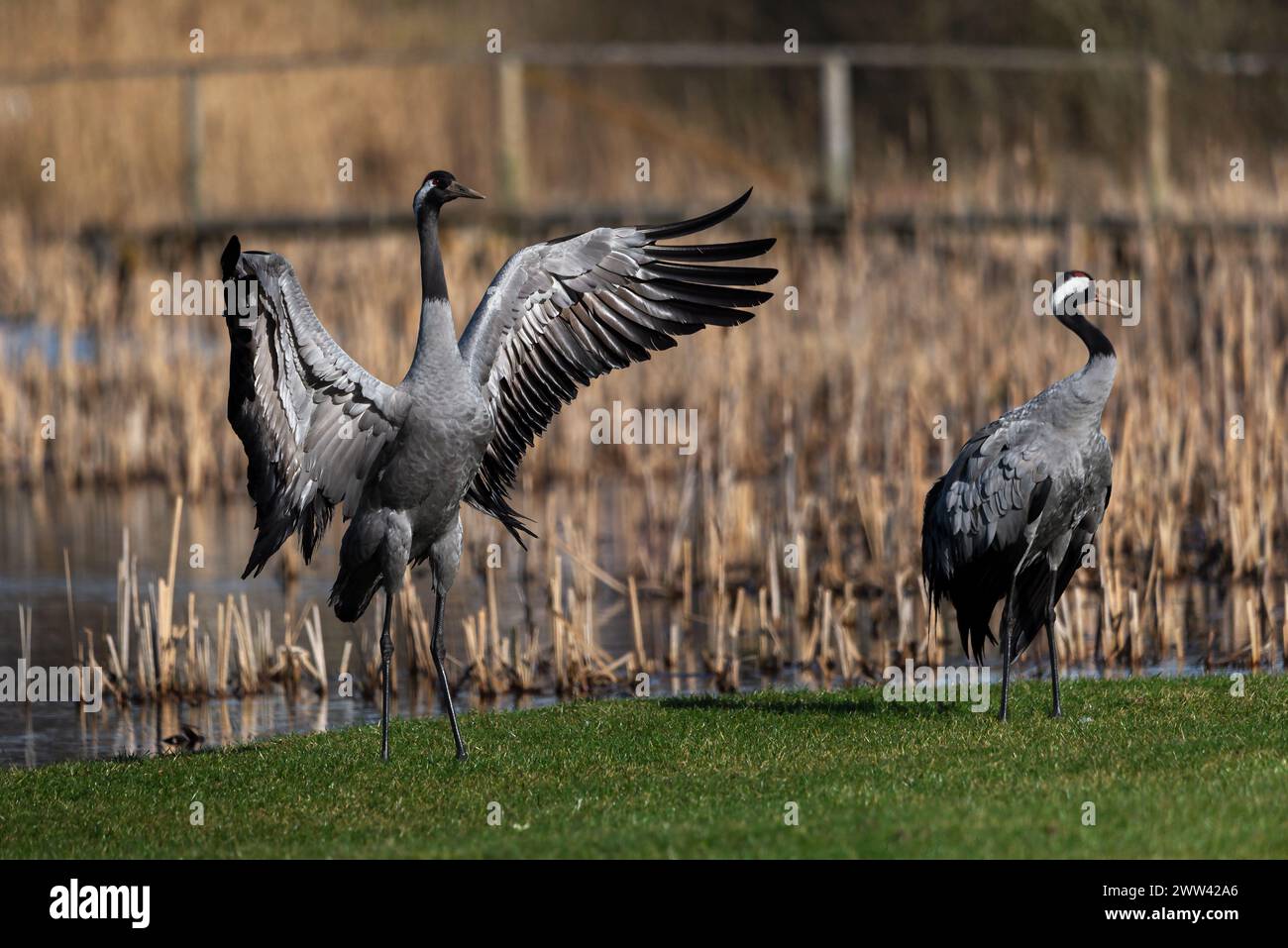 Common crane mating ritual hi-res stock photography and images - Alamy