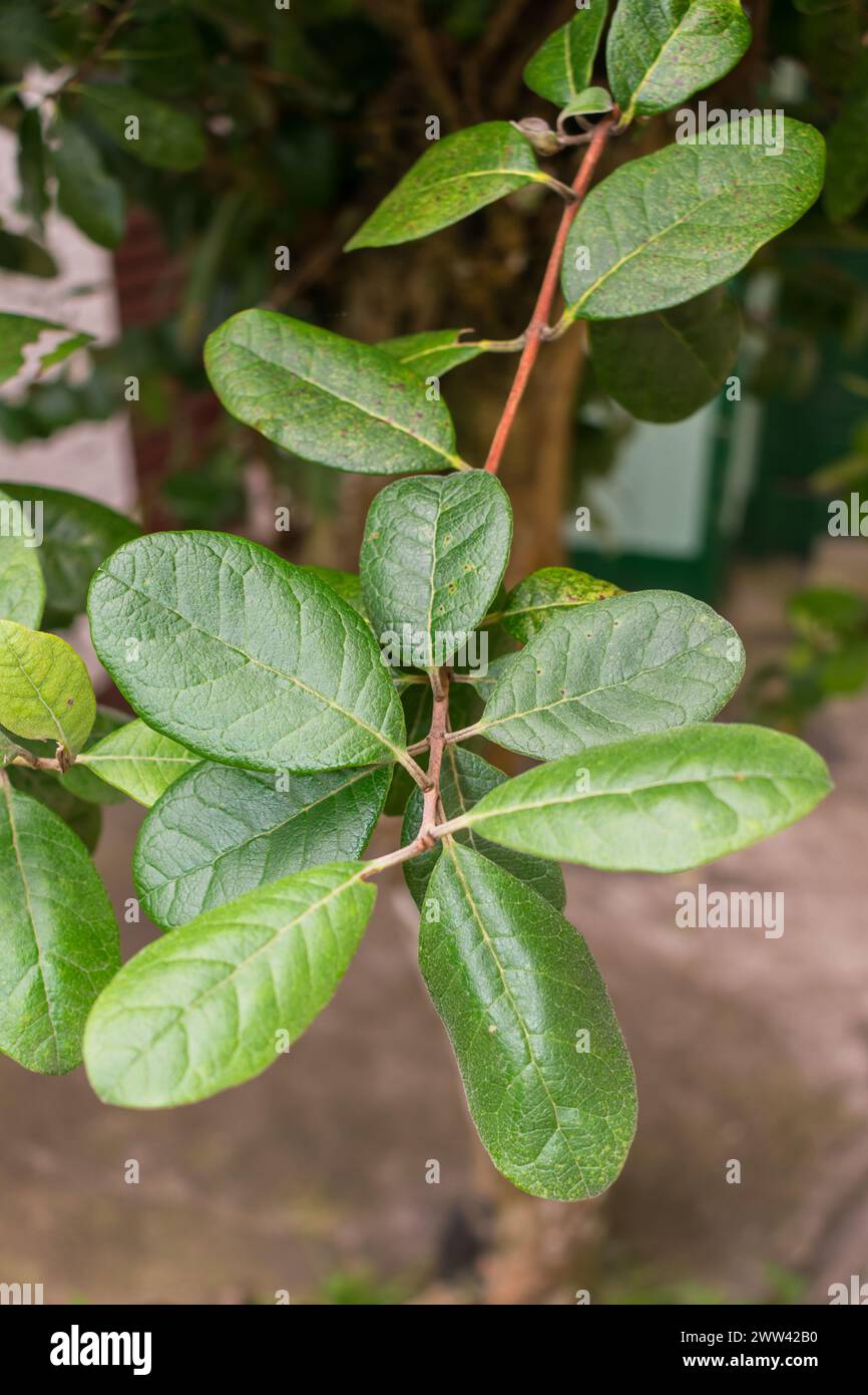 Feijoa sellowiana, aka Pineapple guava, native fruit tree. Close up of ...