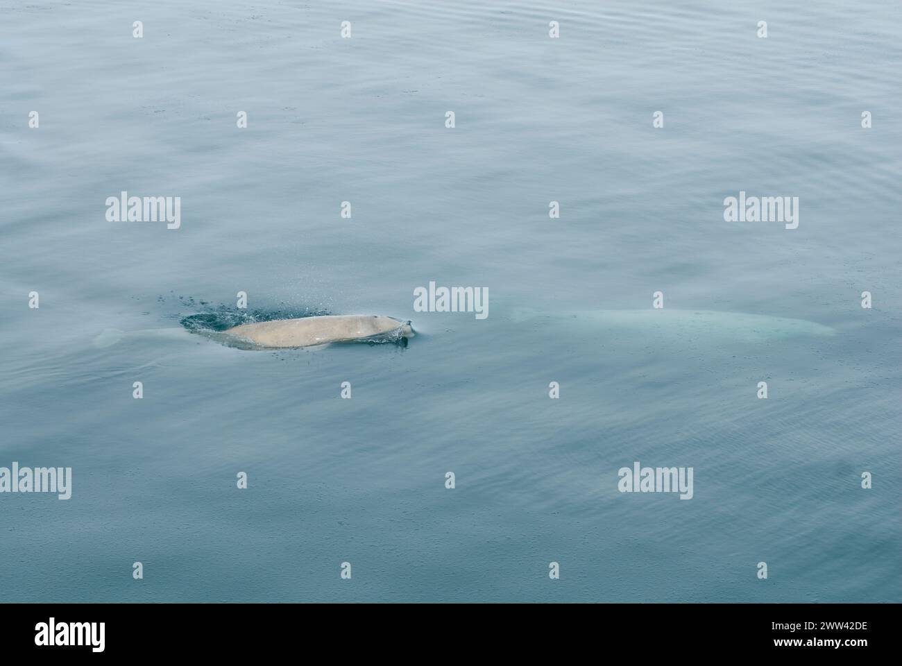 beluga whale, Delphinapterus leucas, adult in an open lead amidst the ...