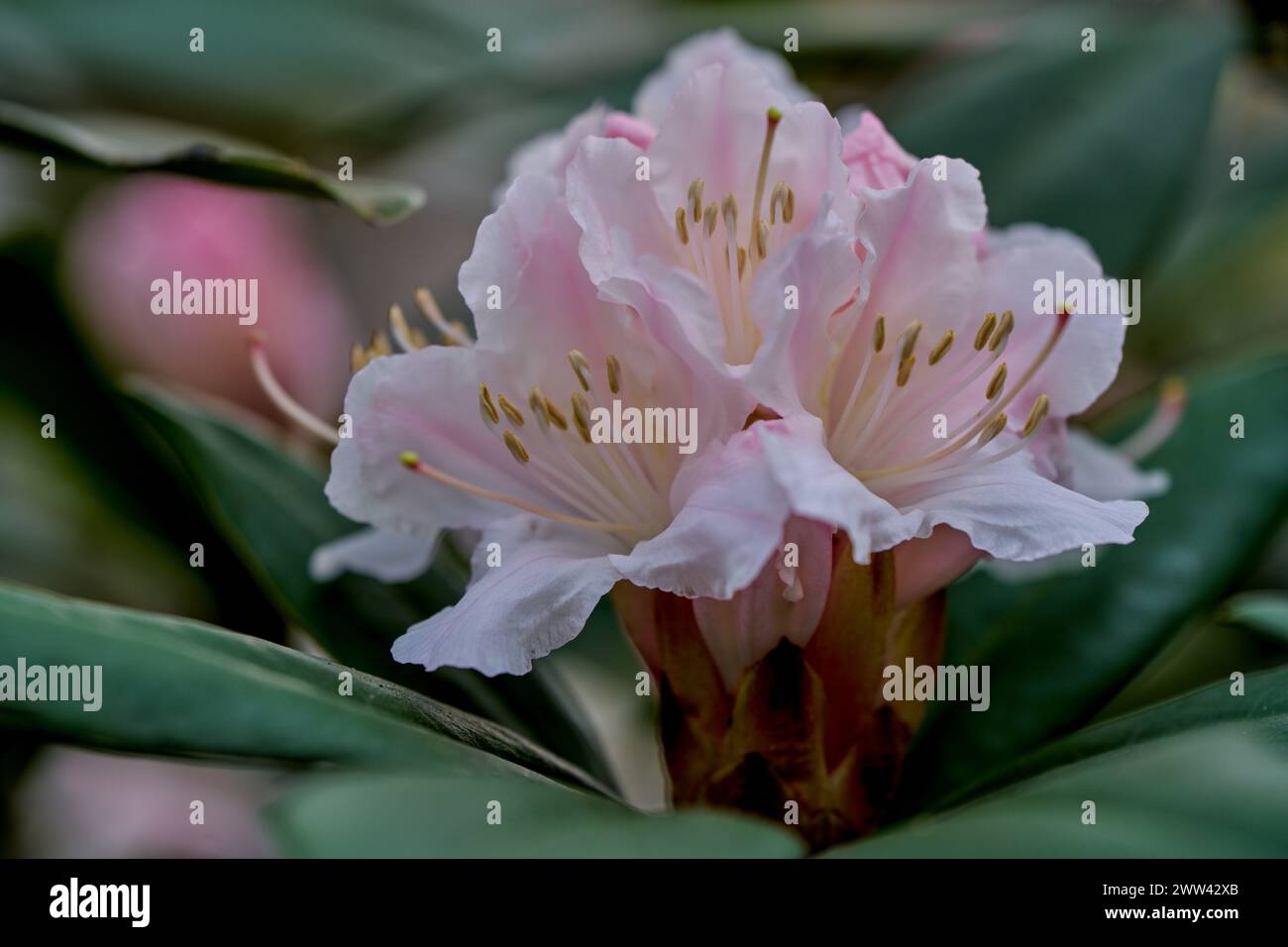 Early spring rhododendron blossom Rhododendron gloriosum Stock Photo ...