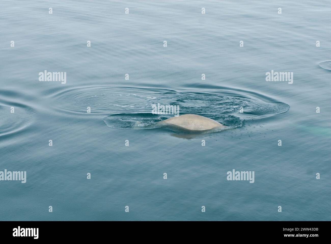 beluga whale, Delphinapterus leucas, adult in an open lead amidst the ...