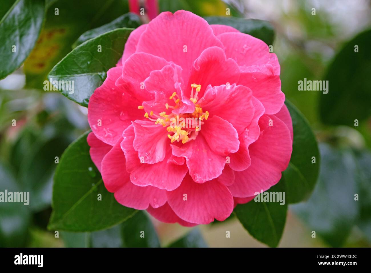Carlyon hi-res stock photography and images - Alamy