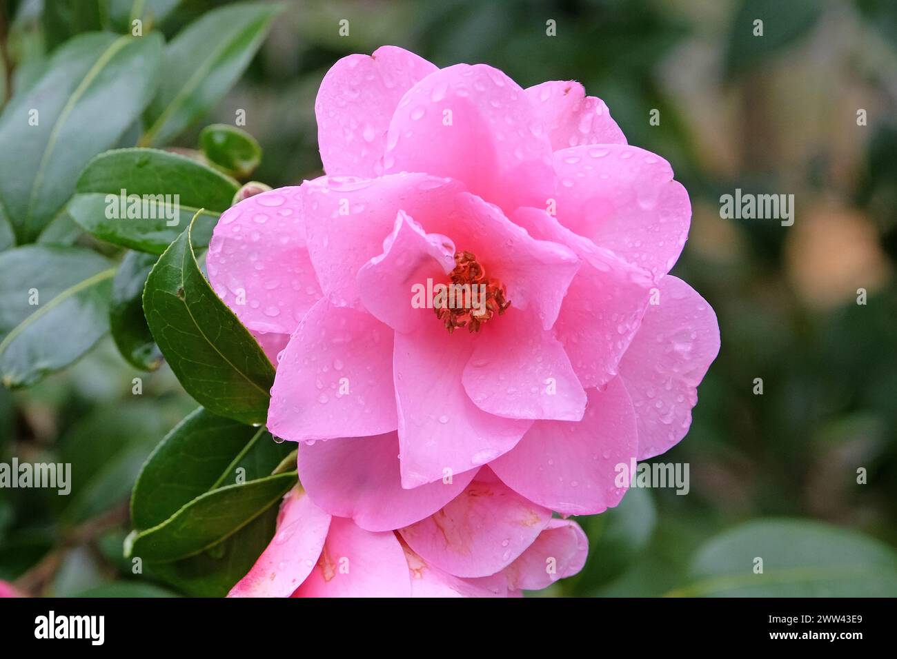 Single and semi double blooms hi-res stock photography and images - Alamy