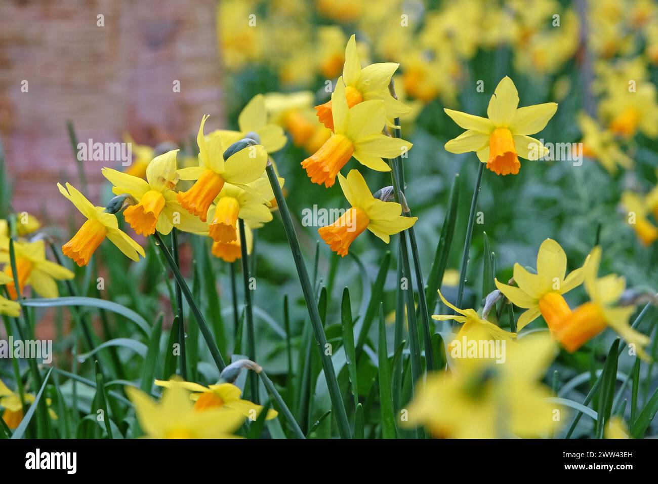 Narcissus jetfire close up hi-res stock photography and images - Alamy