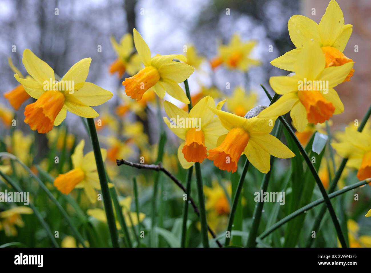 Daffodil jetfire hi-res stock photography and images - Alamy