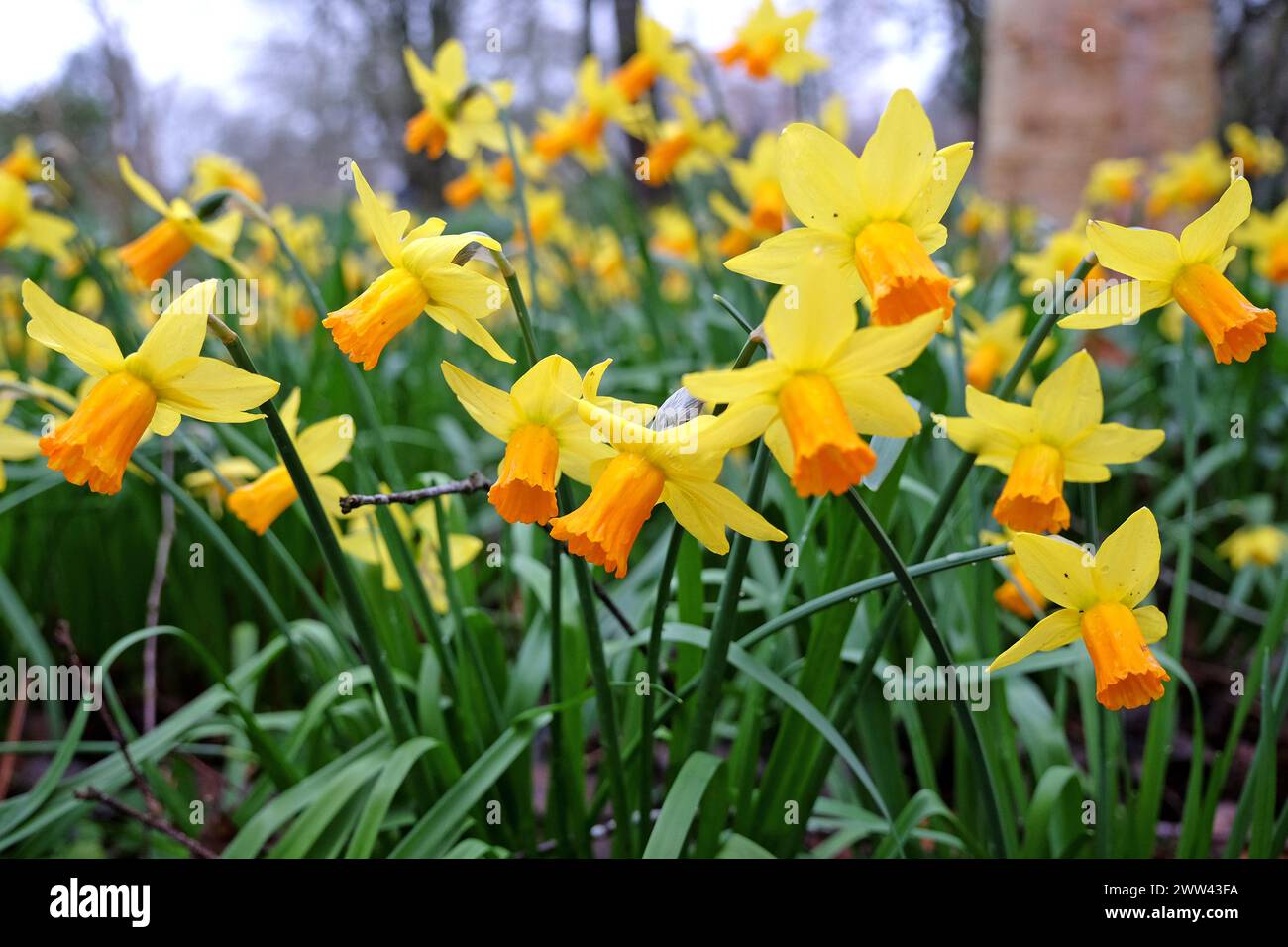 Narcissus jetfire close up hi-res stock photography and images - Alamy