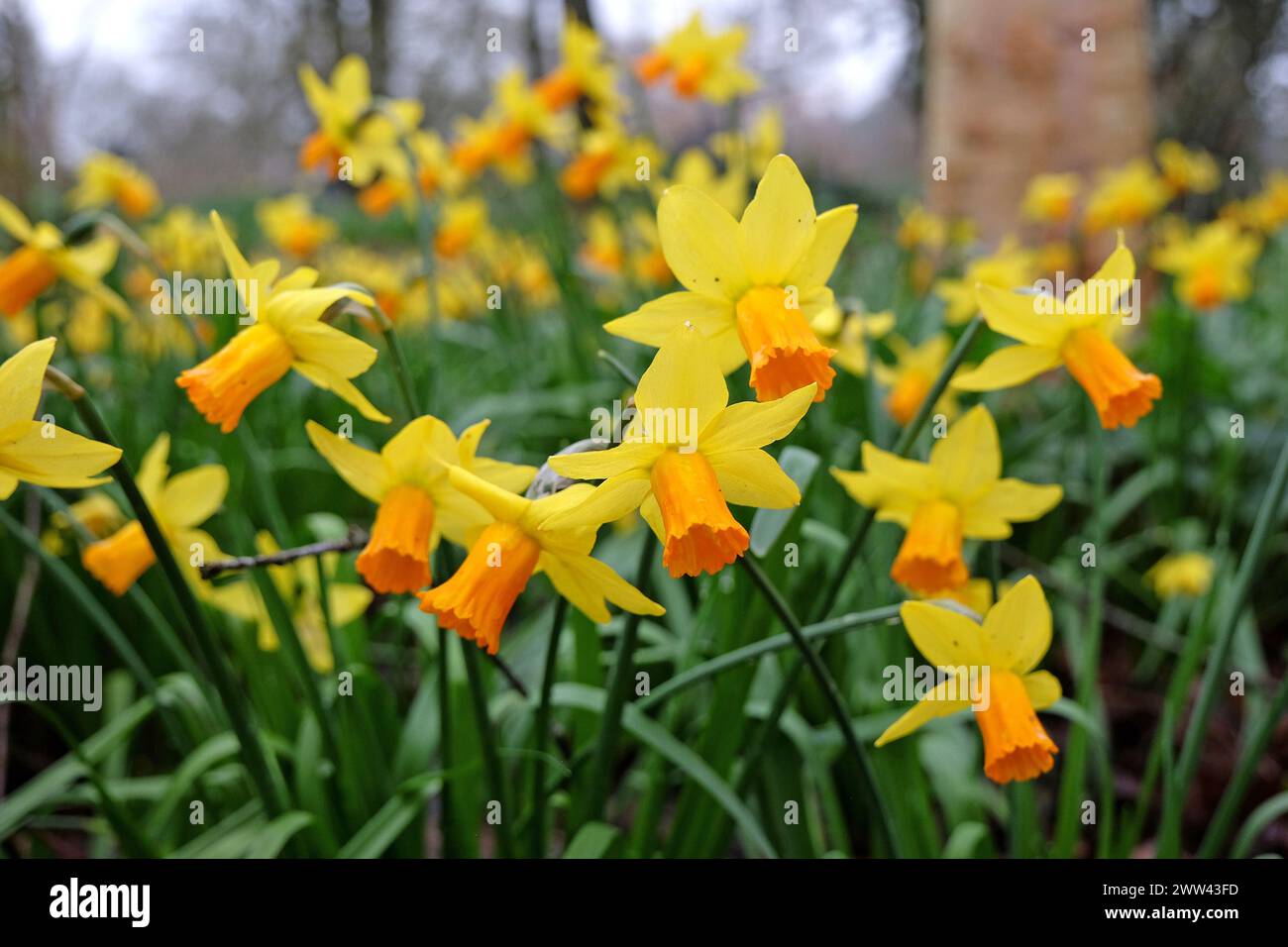 Yellow and orange Narcissus daffodil 'Jetfire' in flower Stock Photo ...