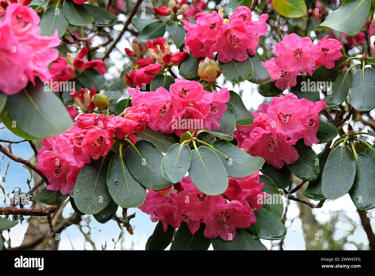 Tall pink hybrid Rhododendron ÔRosalindÕ in flower Stock Photo - Alamy