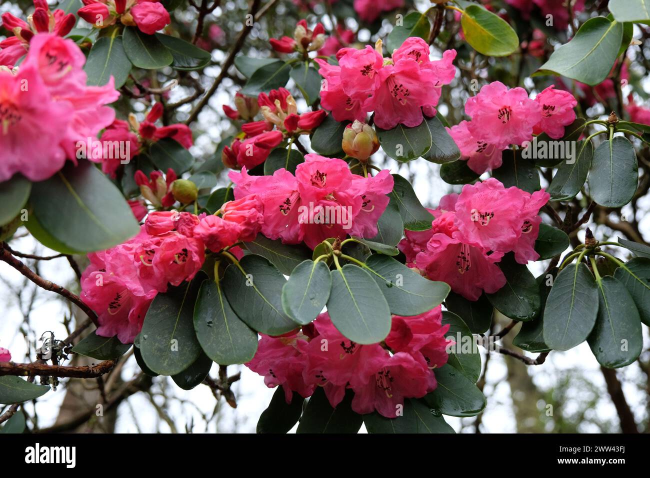 Tall pink hybrid Rhododendron ÔRosalindÕ in flower Stock Photo - Alamy