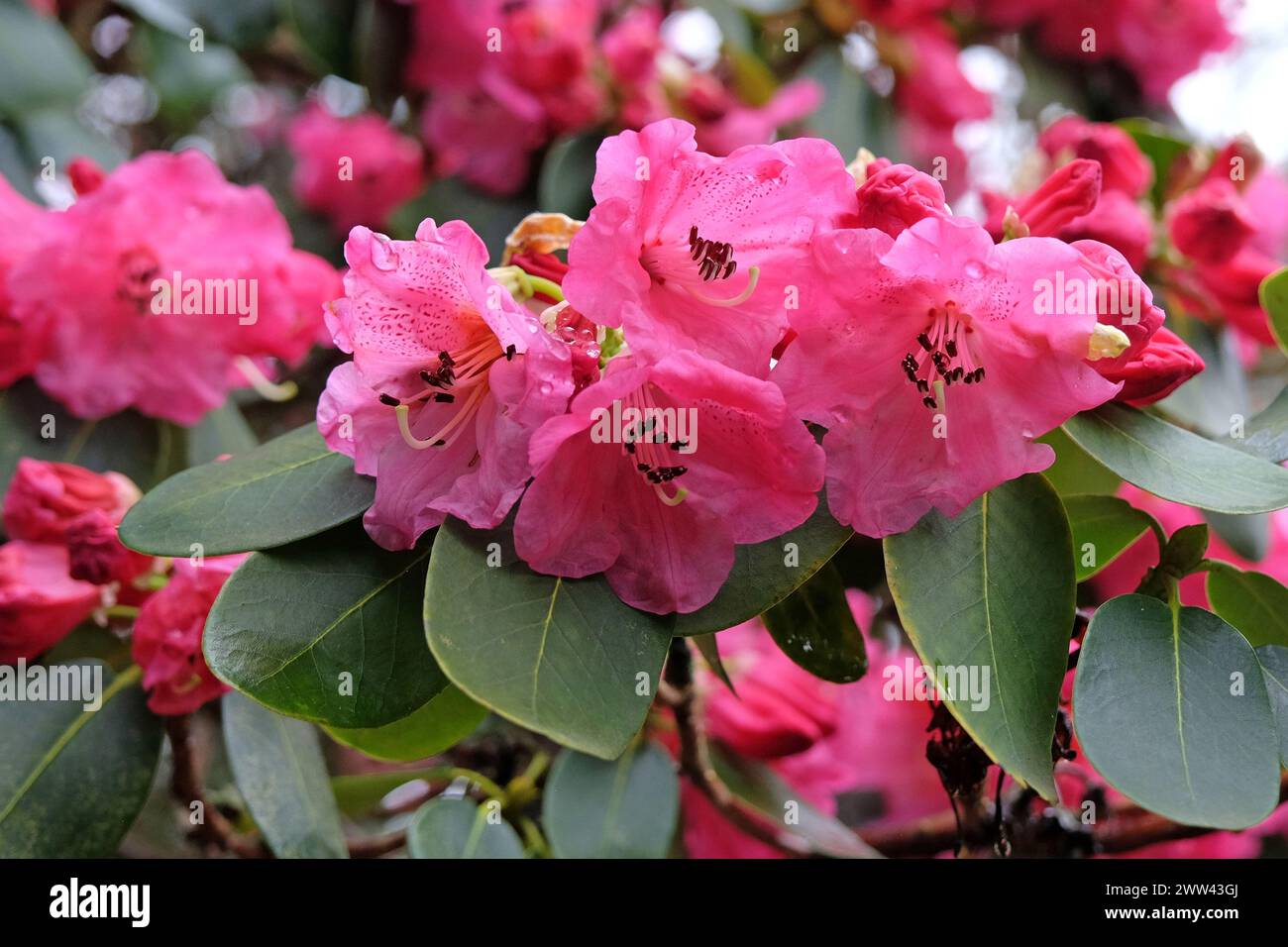 Tall pink hybrid Rhododendron ÔRosalindÕ in flower Stock Photo - Alamy