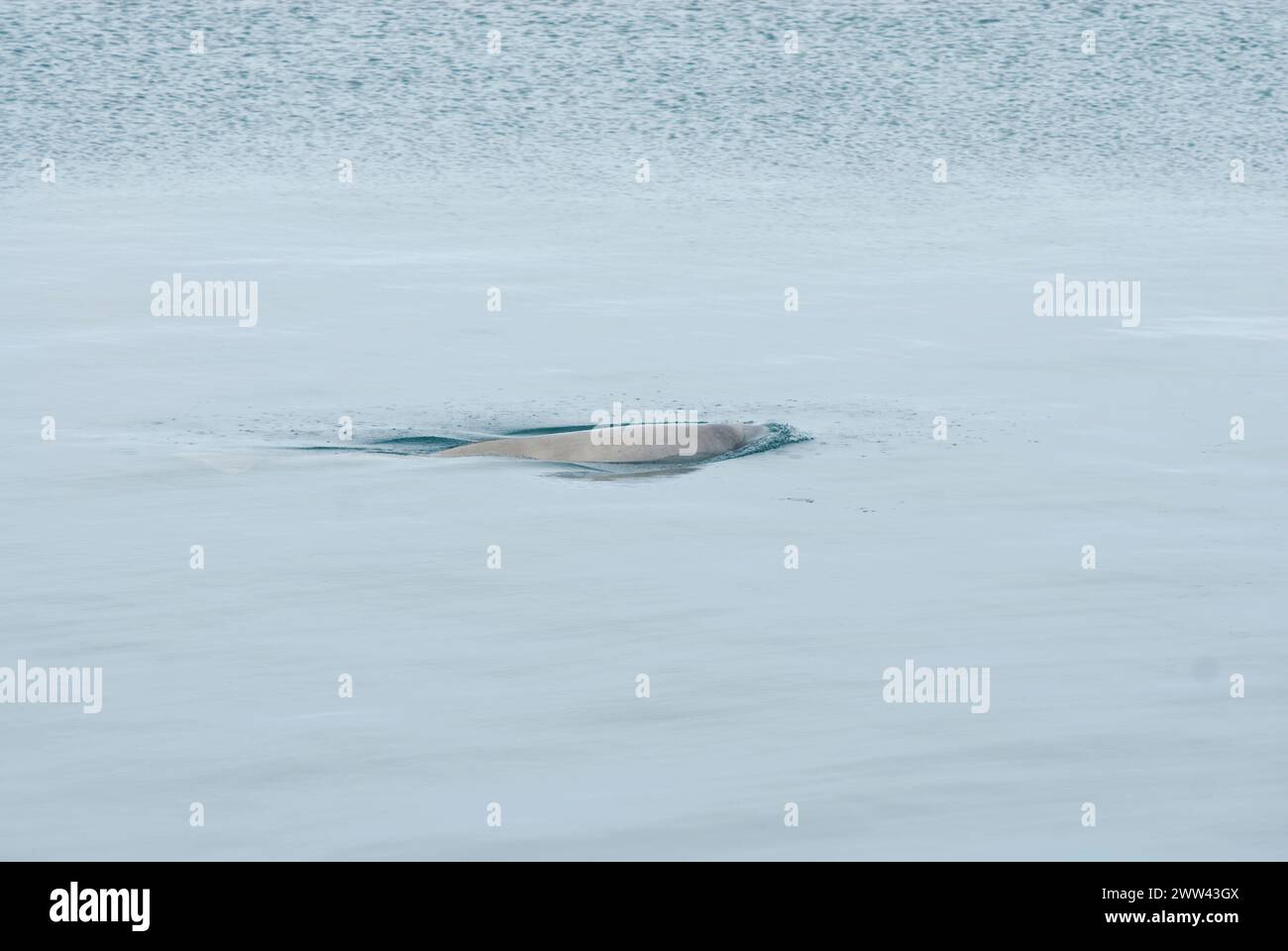 beluga whale, Delphinapterus leucas, adult in an open lead amidst the ...