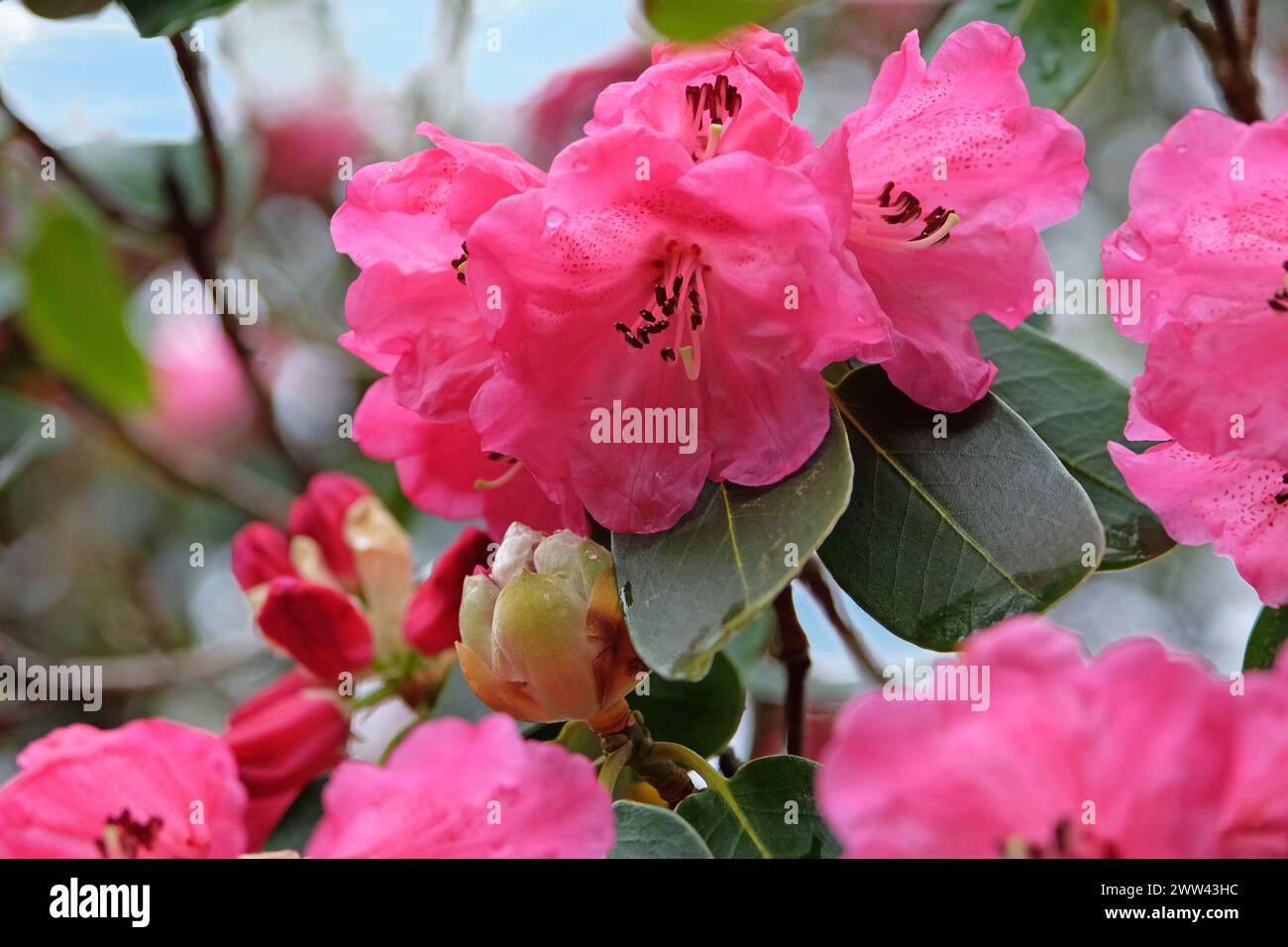 Tall pink hybrid Rhododendron ÔRosalindÕ in flower Stock Photo - Alamy