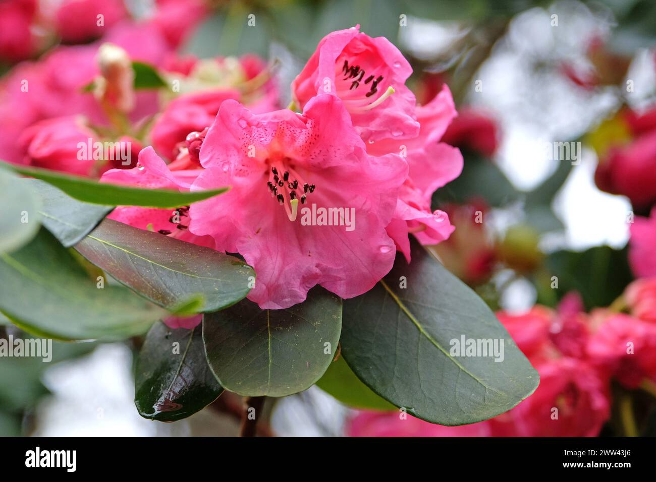 Tall pink hybrid Rhododendron ÔRosalindÕ in flower Stock Photo - Alamy