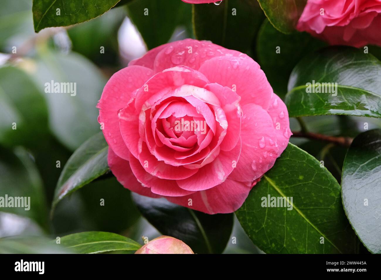 Bright pink double Camellia japonica 'Pink Dawn' in flower Stock Photo ...