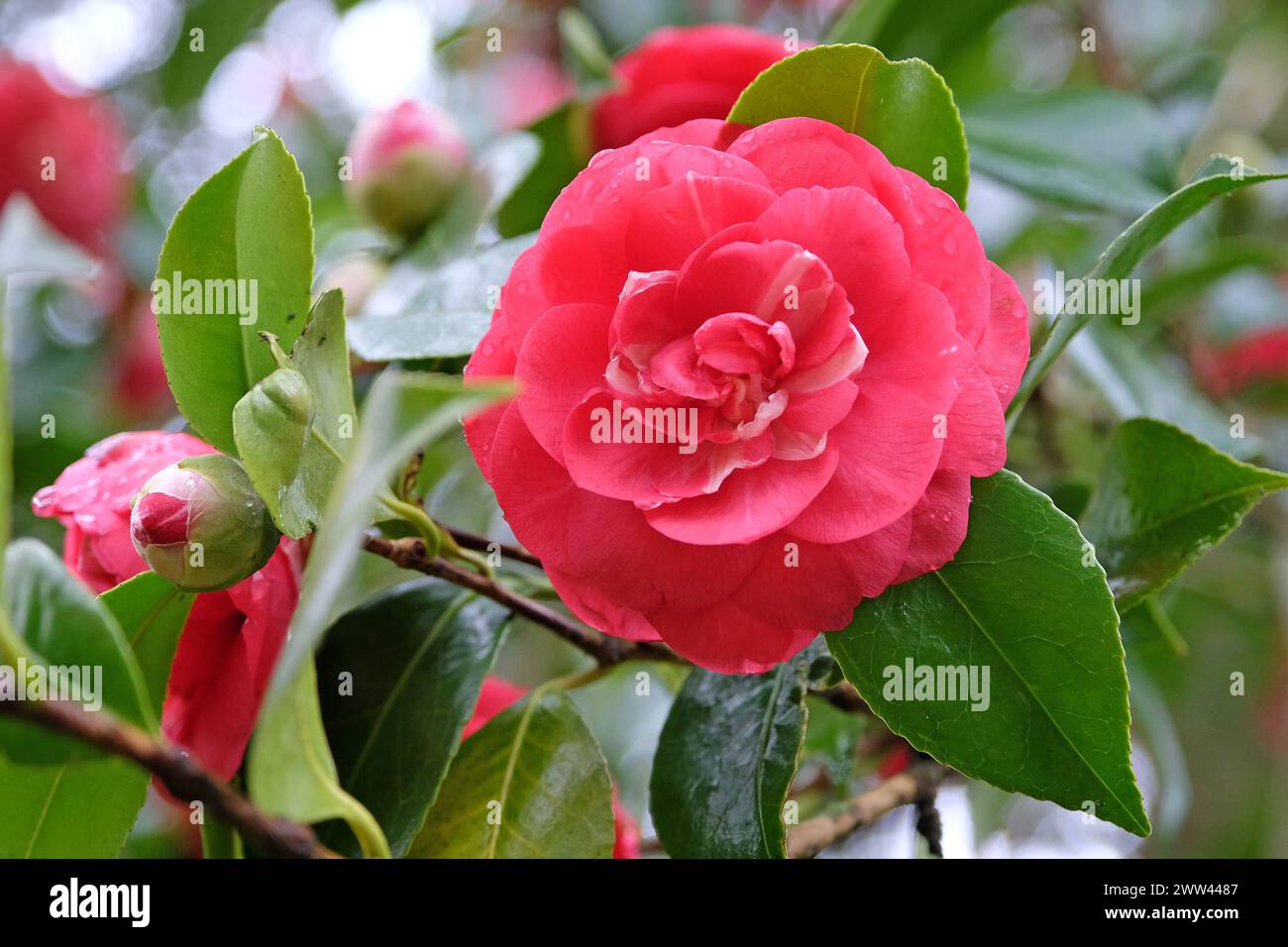 Bright pink double Camellia japonica 'Lavinia Maggi' in flower Stock ...