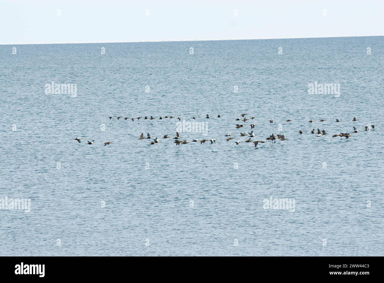 King eider Somateria spectabilis and Common eider Somateria mollissima ...