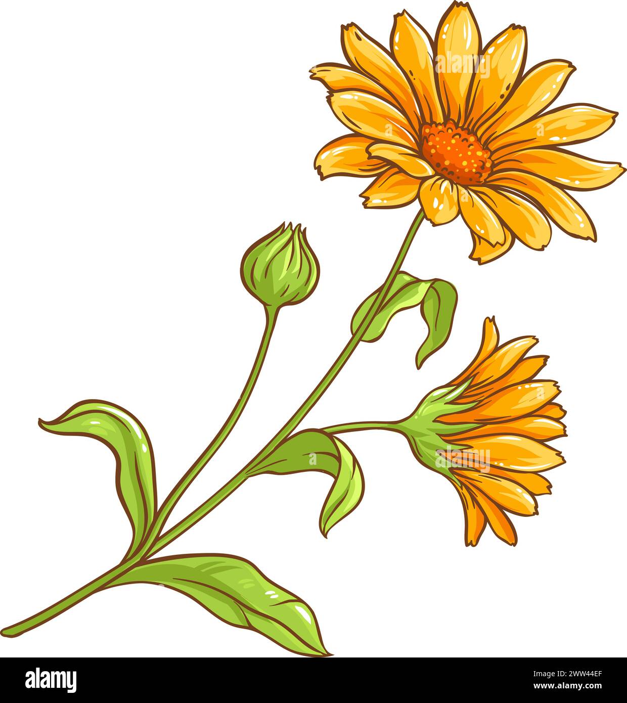 Calendula Plant Colored Detailed Illustration Stock Vector Image & Art ...