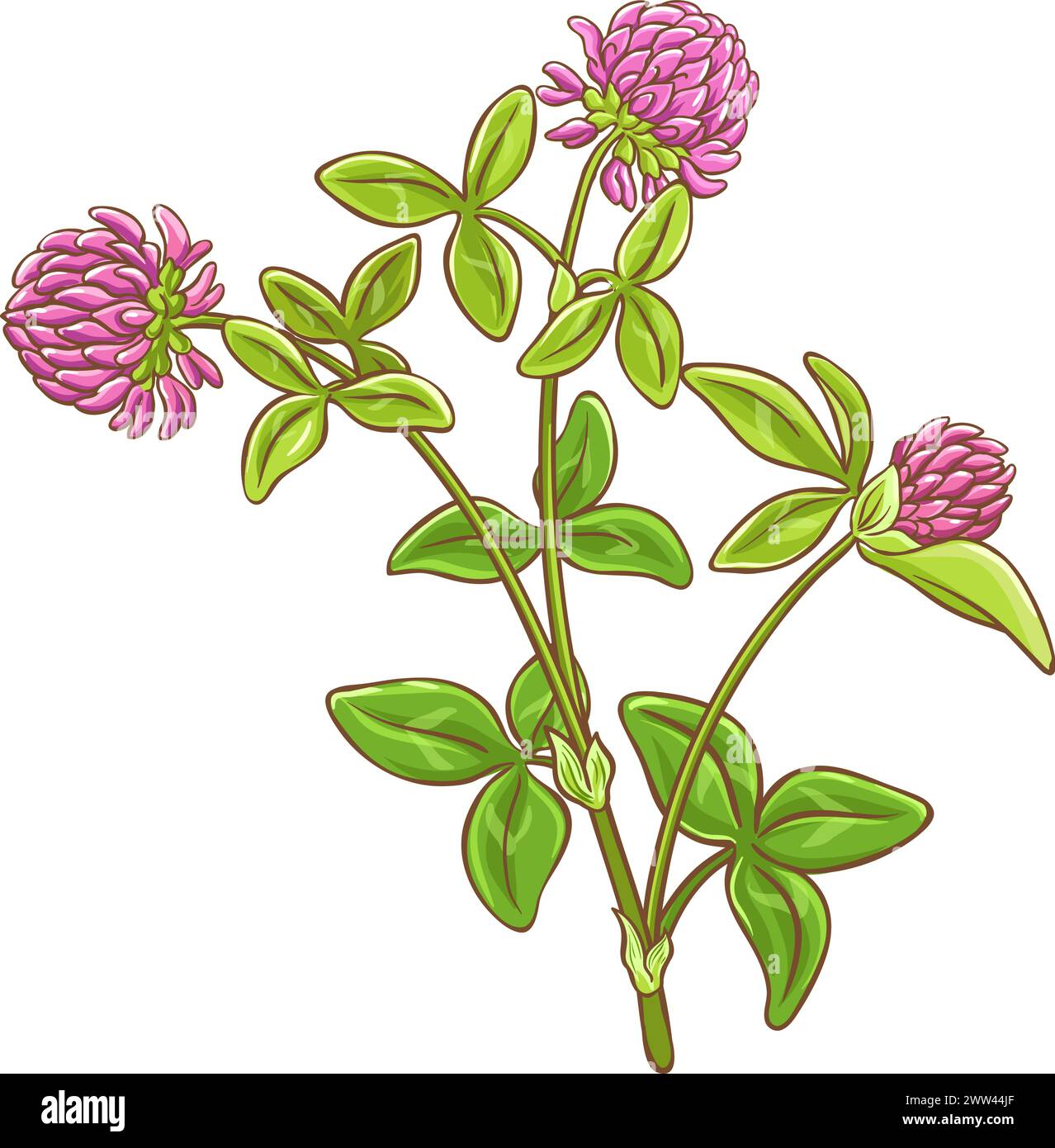 Clover Plant Colored Detailed Illustration Stock Vector Image & Art - Alamy