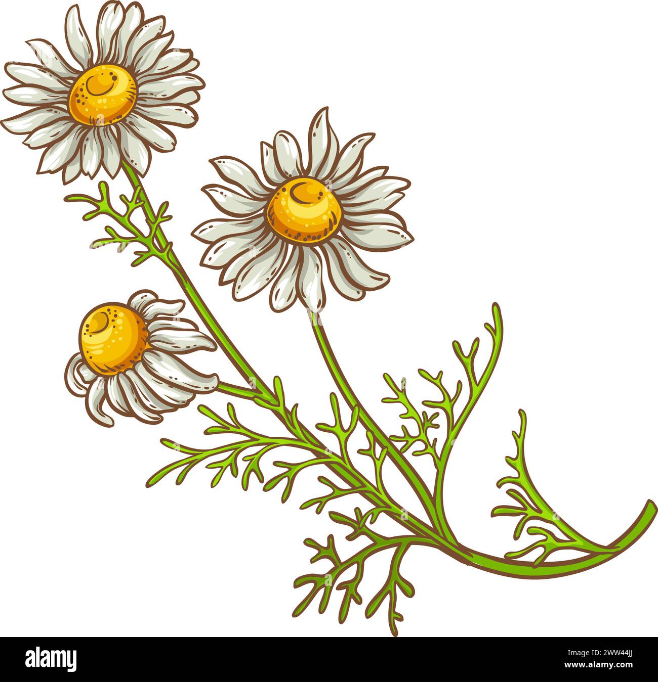 Chamomile Plant Colored Detailed Illustration Stock Vector Image & Art ...