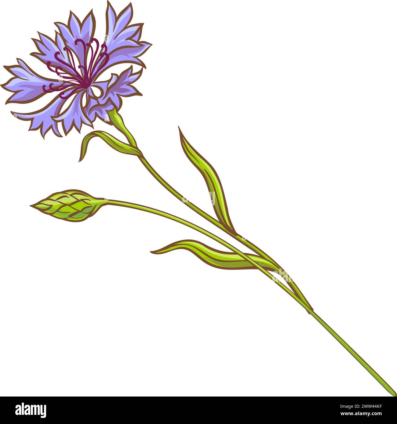 Cornflower Plant Colored Detailed Illustration Stock Vector Image & Art ...