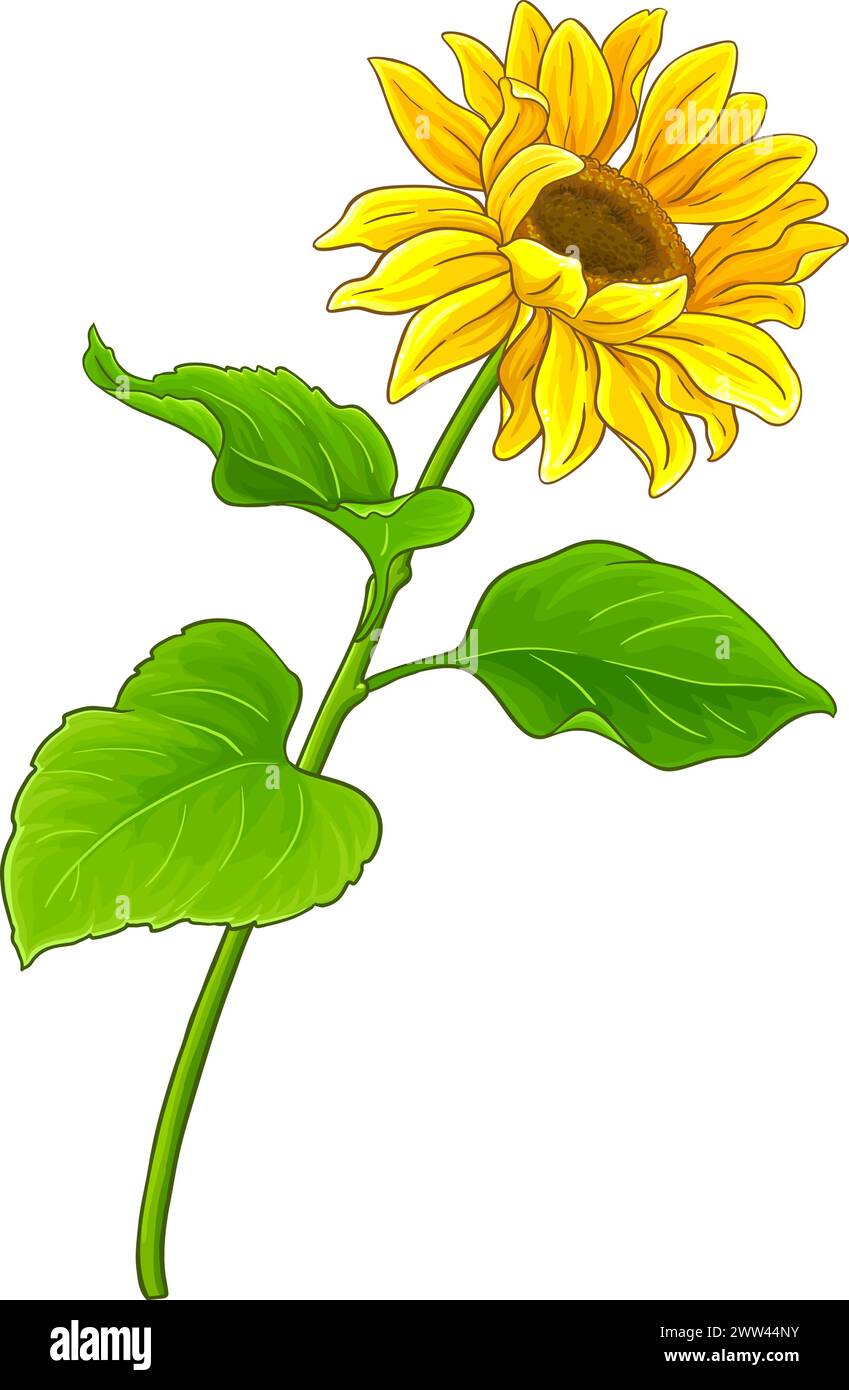 Sunflower Plant Colored Detailed Illustration Stock Vector Image & Art ...