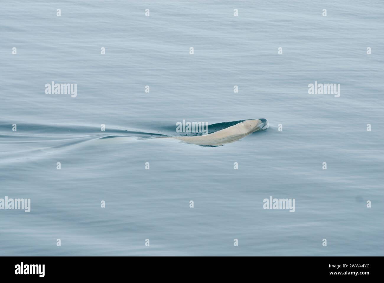 beluga whale, Delphinapterus leucas, adult in an open lead amidst the ...