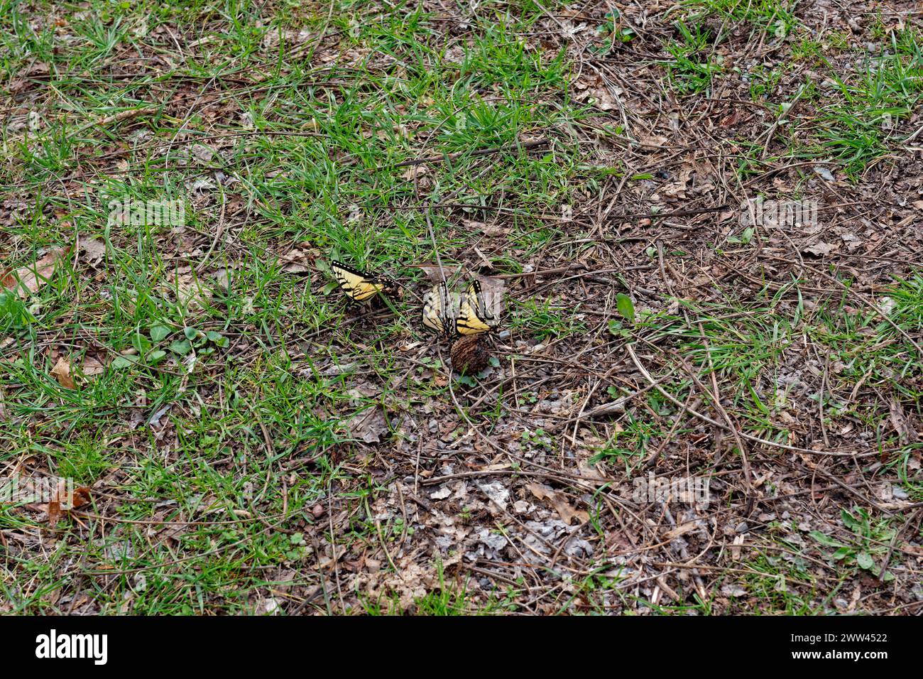 A gathering of three yellow swallowtail butterflies on the ground ...