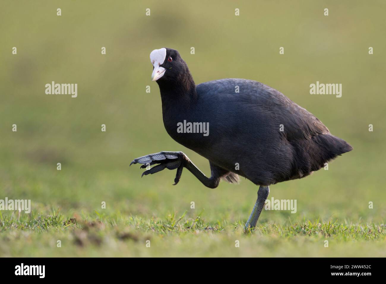 Black Coot / Eurasian Coot ( Fulica atra ) showing its big feet by ...