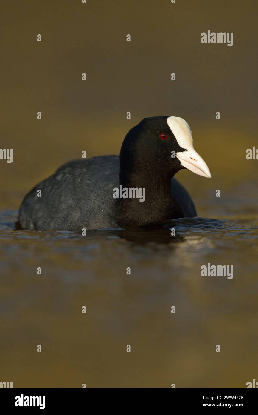 Black and white water bird hi-res stock photography and images - Alamy