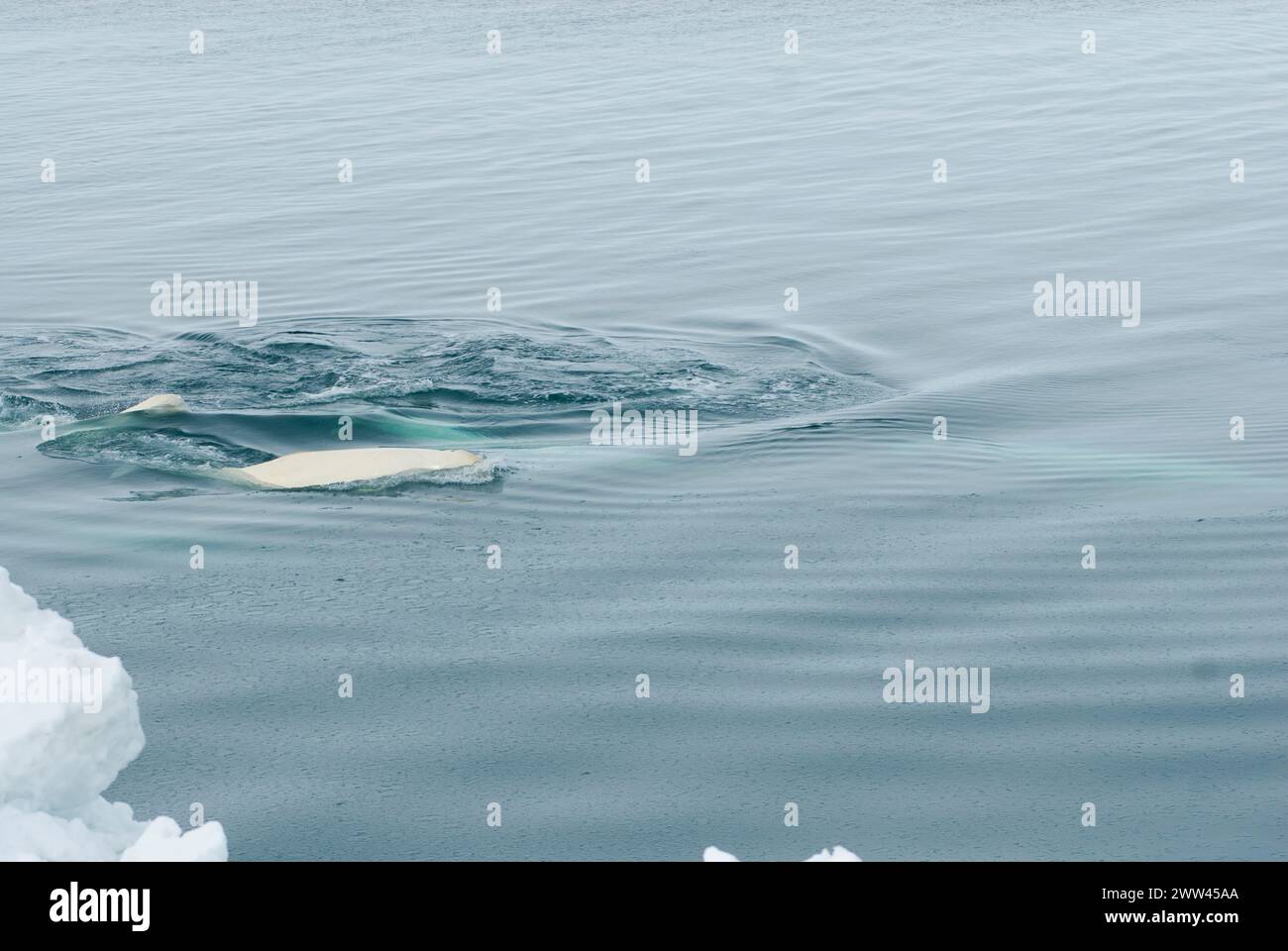 beluga whale, Delphinapterus leucas, adult in an open lead amidst the ...