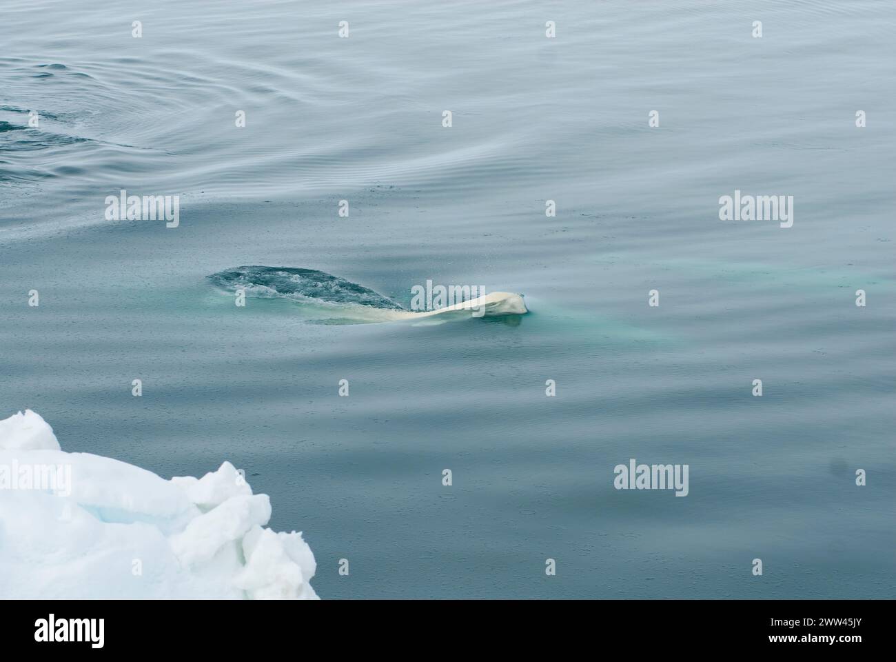 beluga whale, Delphinapterus leucas, adult in an open lead amidst the ...