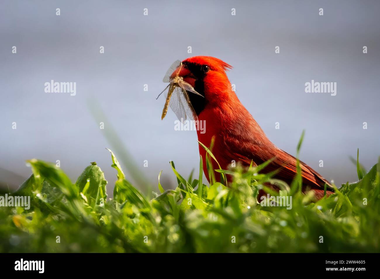 Northern Cardinal with a grasshopper Stock Photo - Alamy