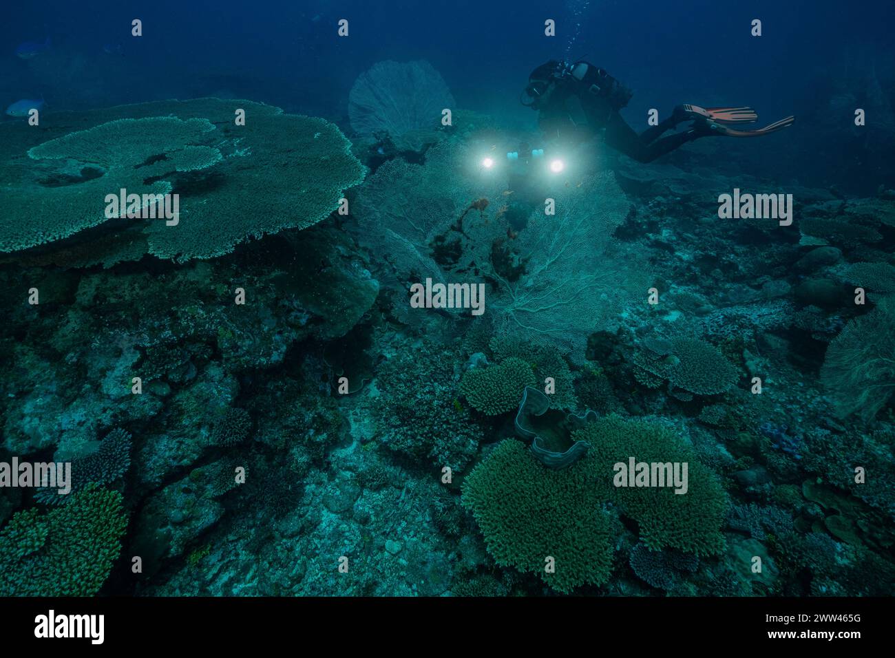 Dive on the coral Reef of Nosy Be Madagascar Stock Photo - Alamy