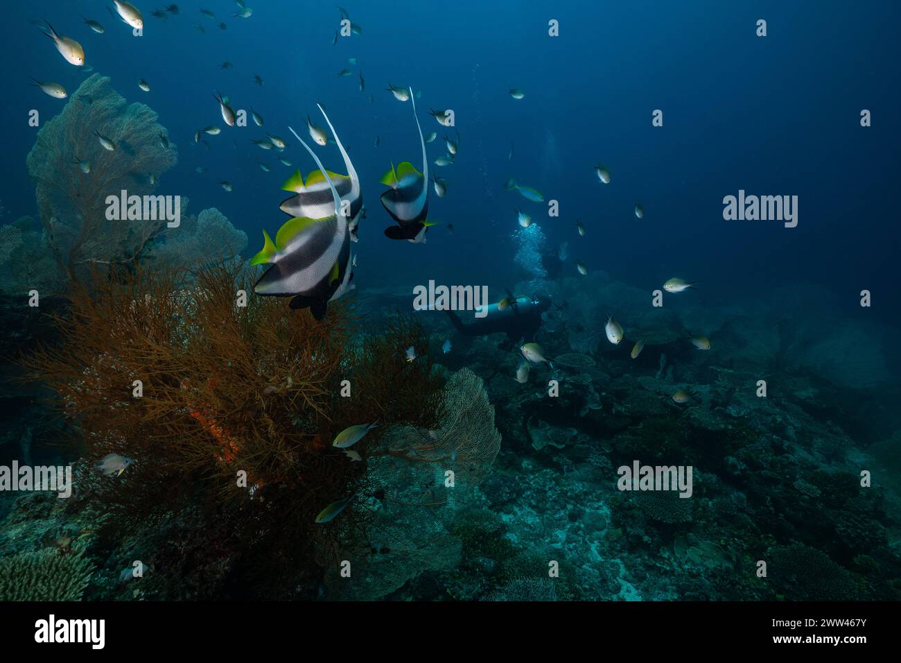Dive on the coral Reef of Nosy Be Madagascar Stock Photo - Alamy