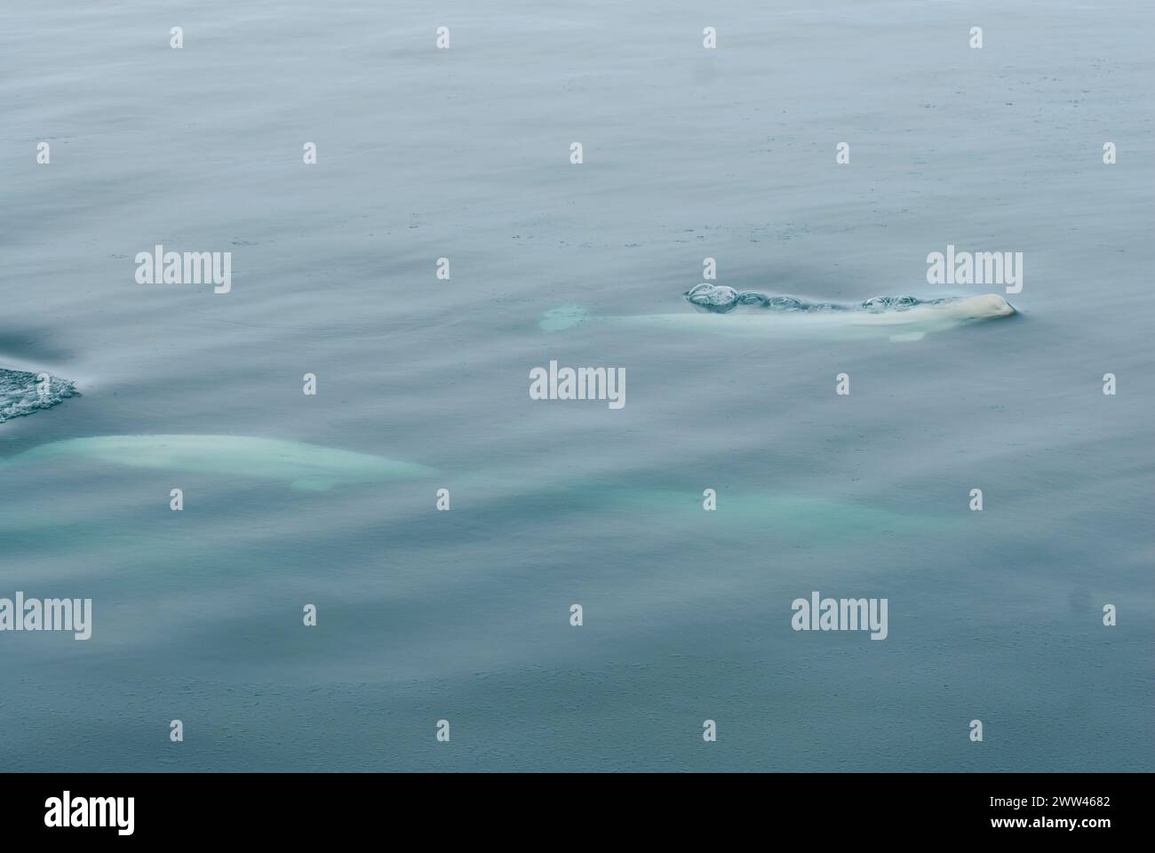 beluga whale, Delphinapterus leucas, adult in an open lead amidst the ...