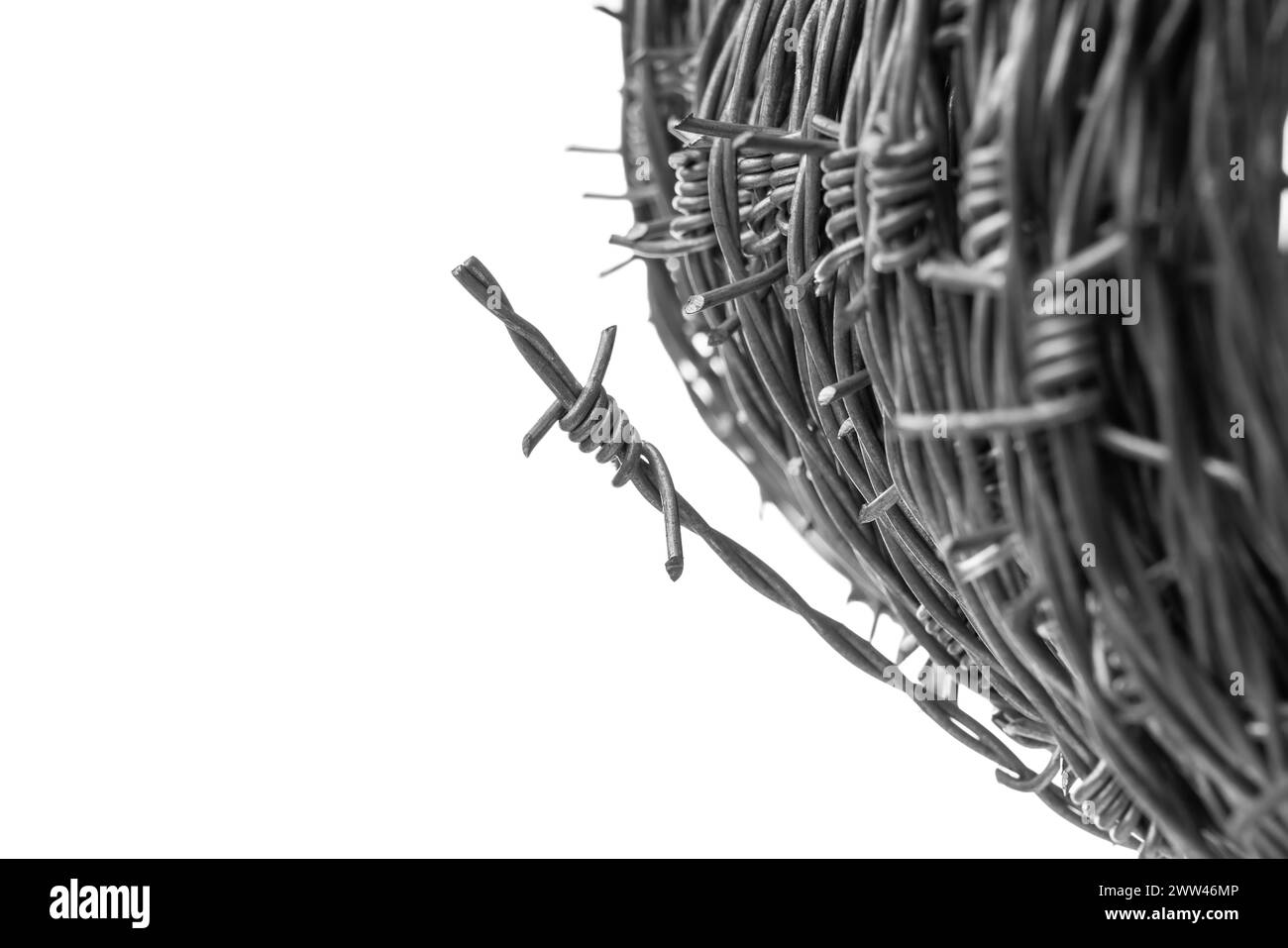 Macro barbed wire close-up on white isolated background for creating ...