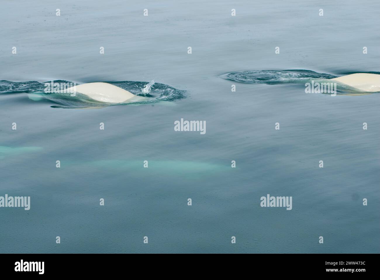 beluga whale, Delphinapterus leucas, adult in an open lead amidst the ...