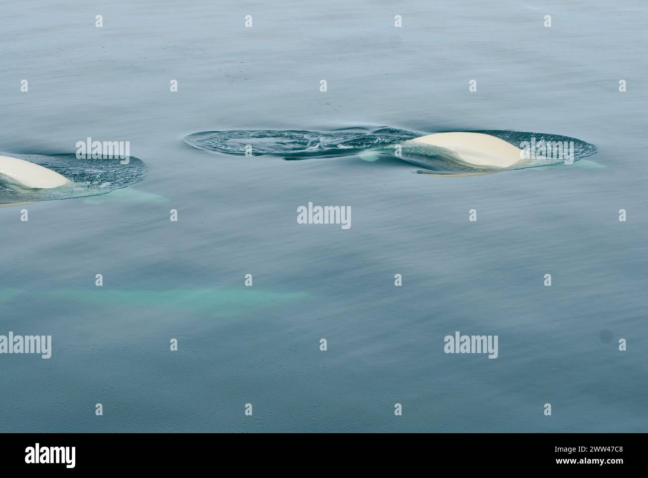 beluga whale, Delphinapterus leucas, adult in an open lead amidst the ...