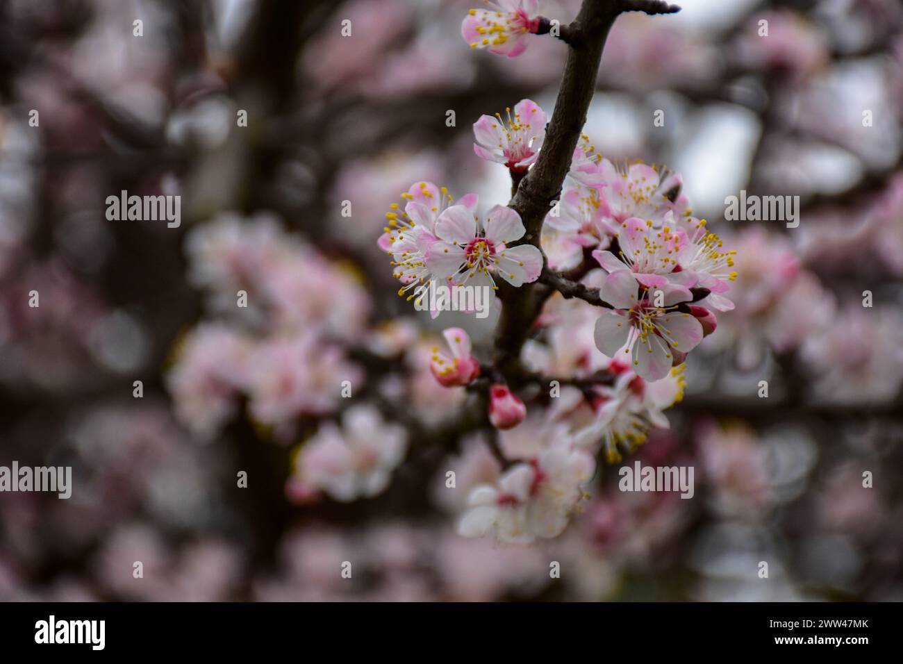 Almond flowers are seen in full bloom during a spring day in Srinagar ...