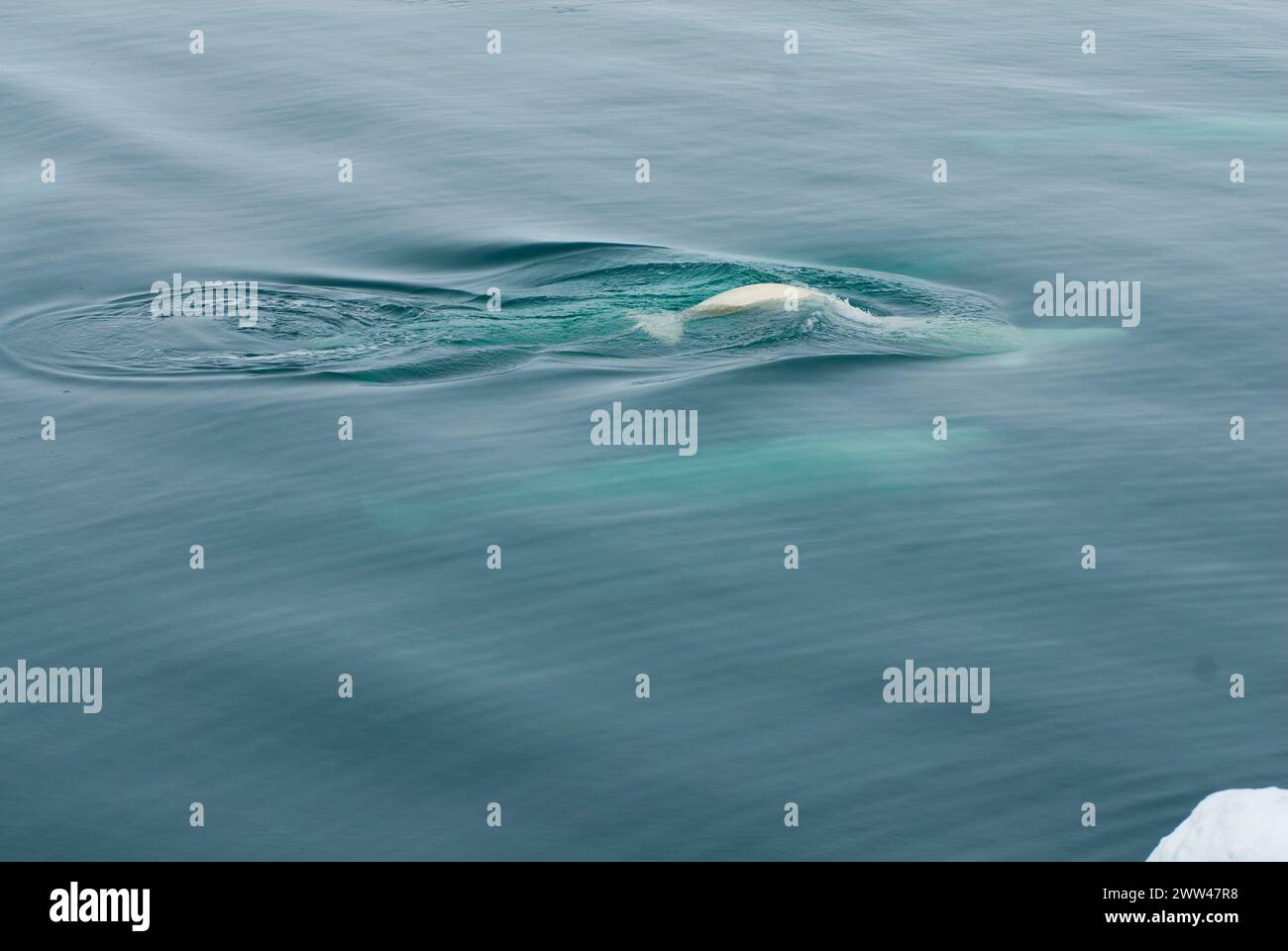 beluga whale, Delphinapterus leucas, adult in an open lead amidst the ...