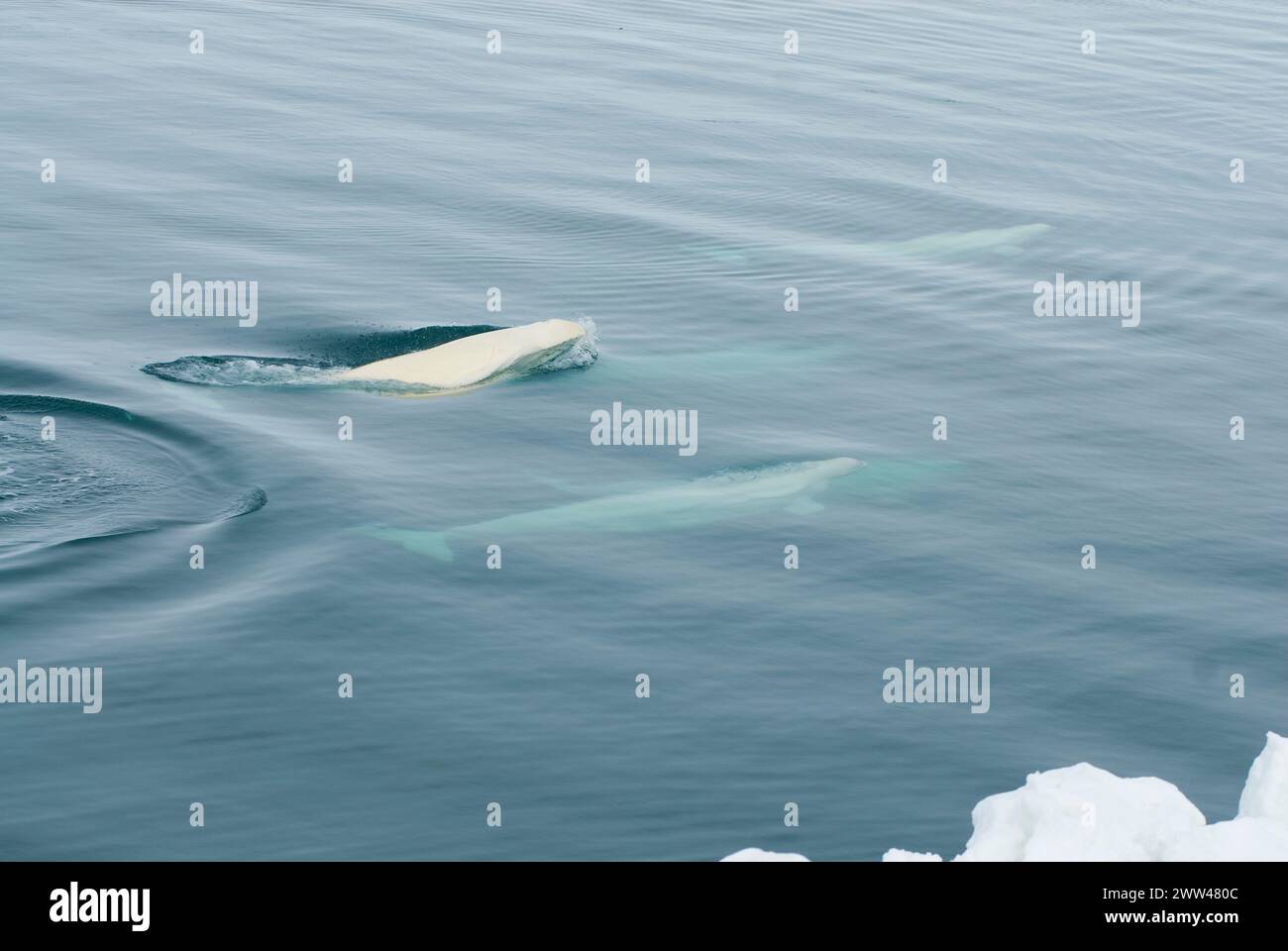 beluga whale, Delphinapterus leucas, adult in an open lead amidst the ...