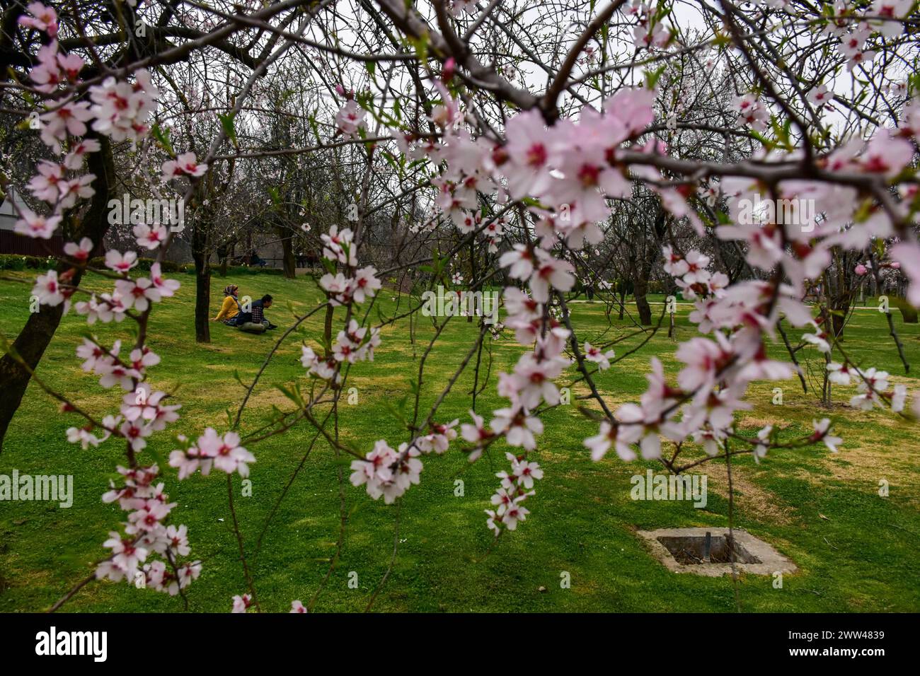 A couple rests inside the blooming almond orchard during a spring day ...