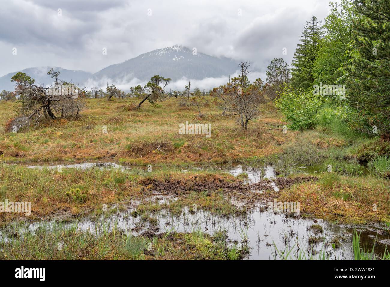 The Petersburg muskeg (Peat Bog) with clouds skirting the mountains ...