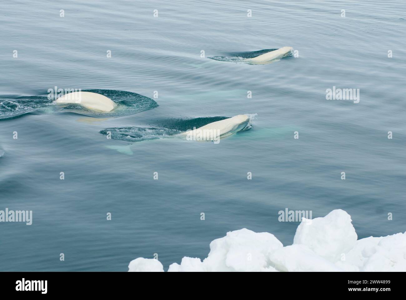 beluga whale, Delphinapterus leucas, adult in an open lead amidst the ...