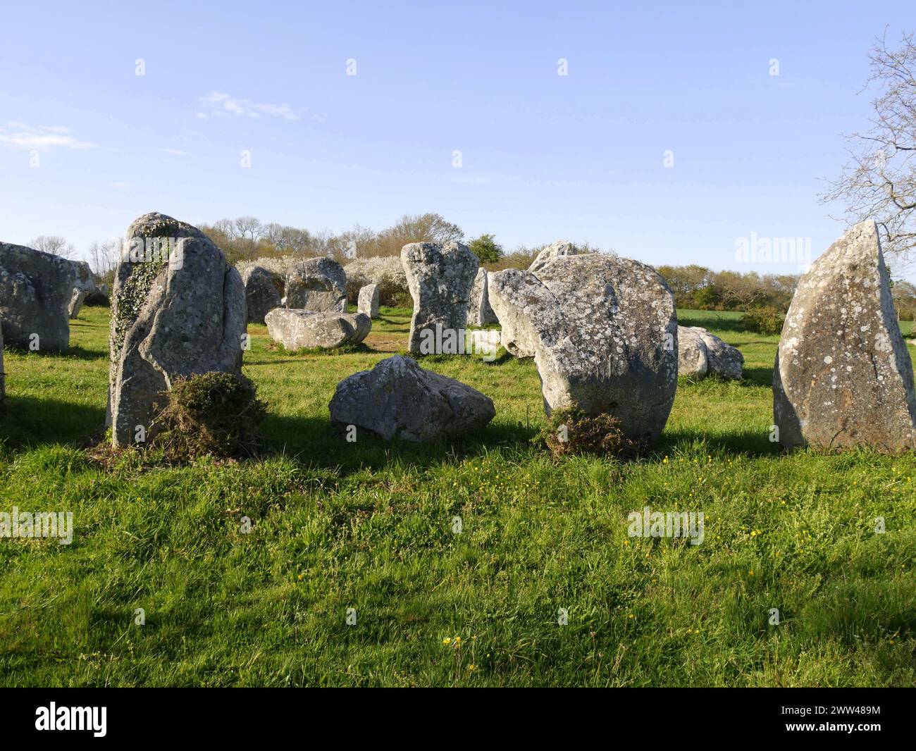 Standing stones, landscape of megaliths in rows in Erdeven, Morbihan ...