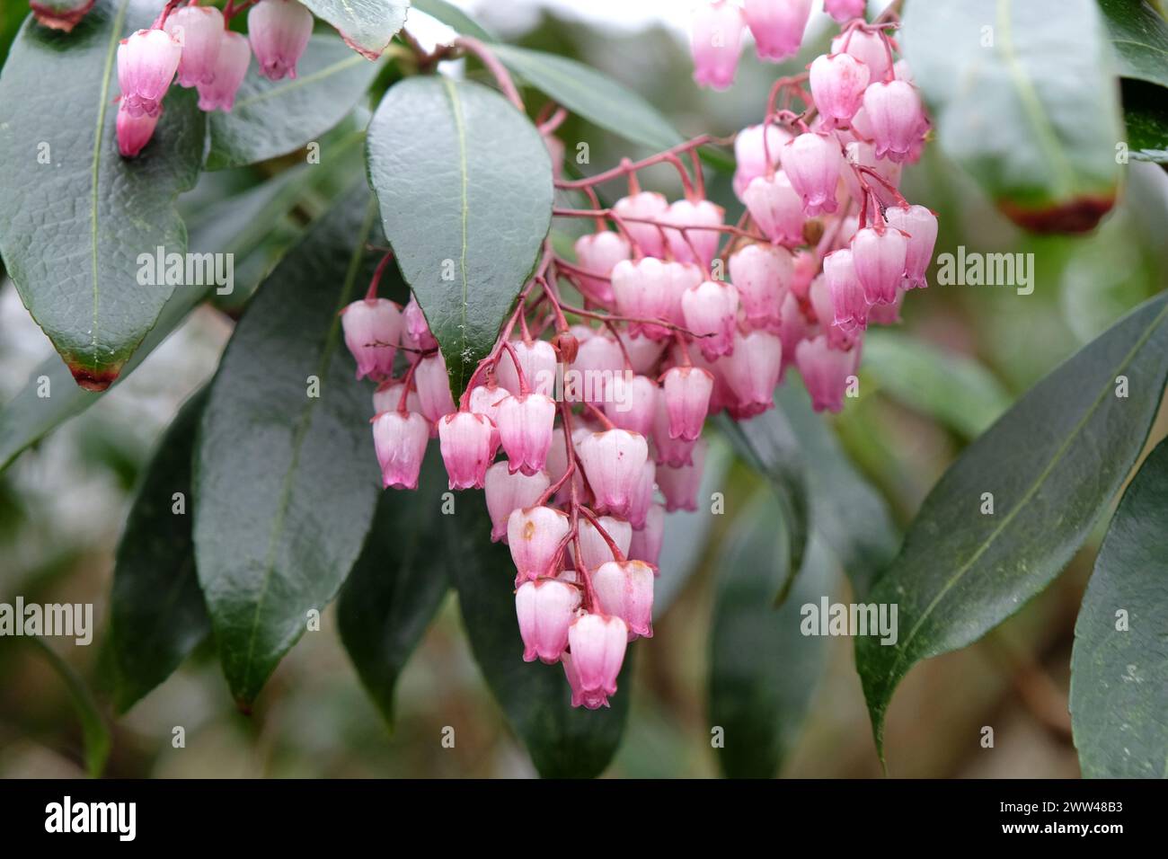 Red Pieris japonica 'Katsura' , lily of the valley, in flower Stock ...